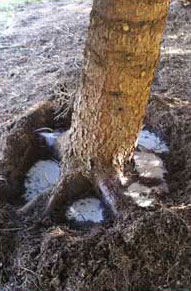 Selner Tree & Shrub Care | Tree Vitals