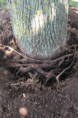 Selner Tree & Shrub Care | Tree Vitals